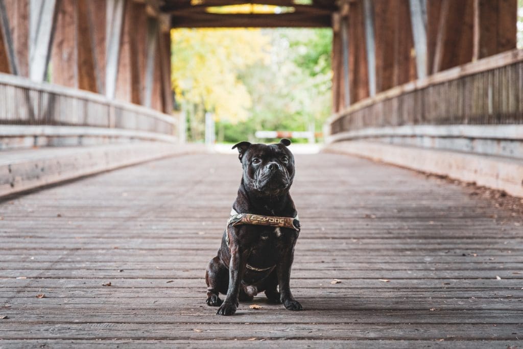 Dog-Friendly Hotels Germany - Dog Friendly Hotels